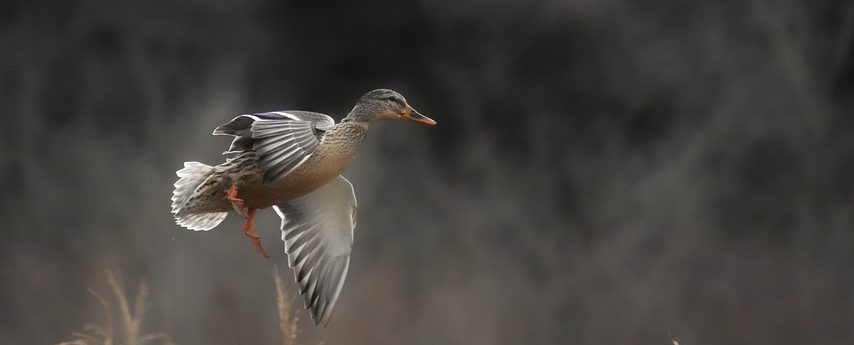 Checking Out The Big Bear Birds | Big Bear Cabins